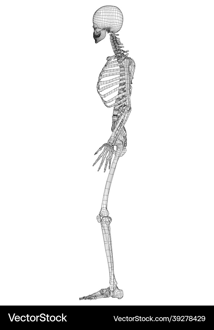 Human skeleton Royalty Free Vector Image - VectorStock