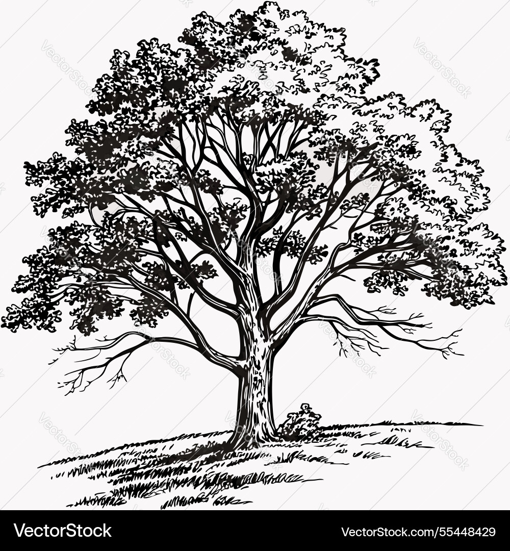 Vintage maple tree line art Royalty Free Vector Image