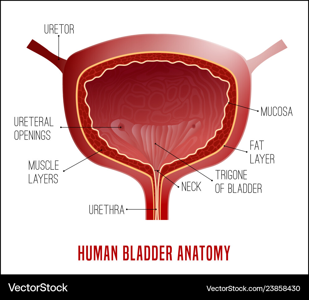 Human Bladder Anatomy Royalty Free Vector Image