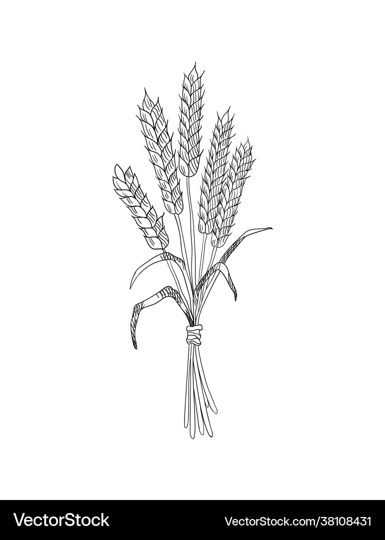 Wheat grain sketch hand drawn black and white Vector Image