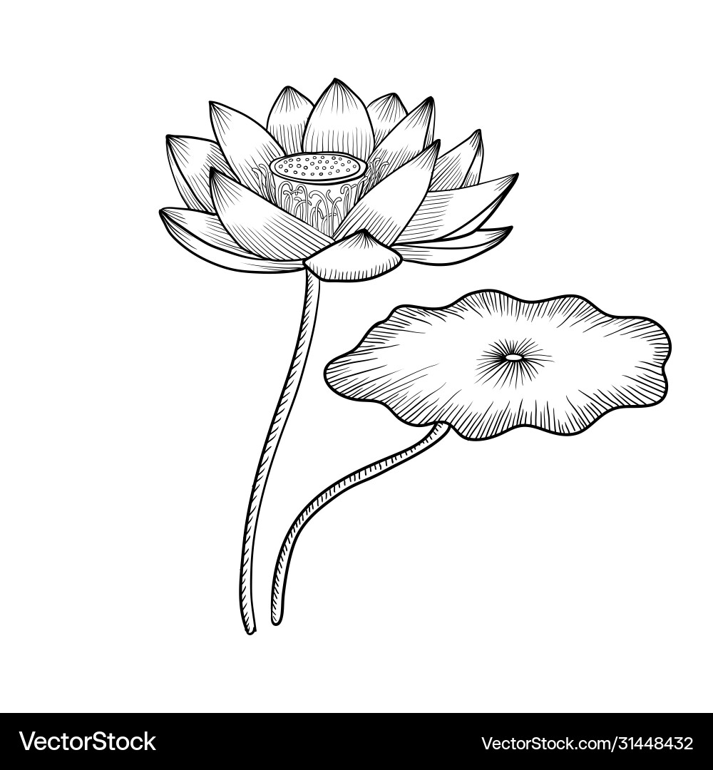Lotus Flower Drawing Sketch