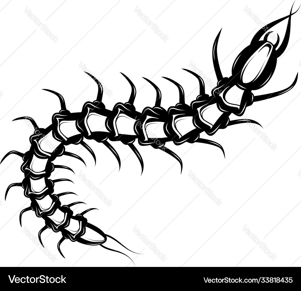 Tribal Centipede Tattoo Detailed Gothic Tribal Spider Centipede Tattoo