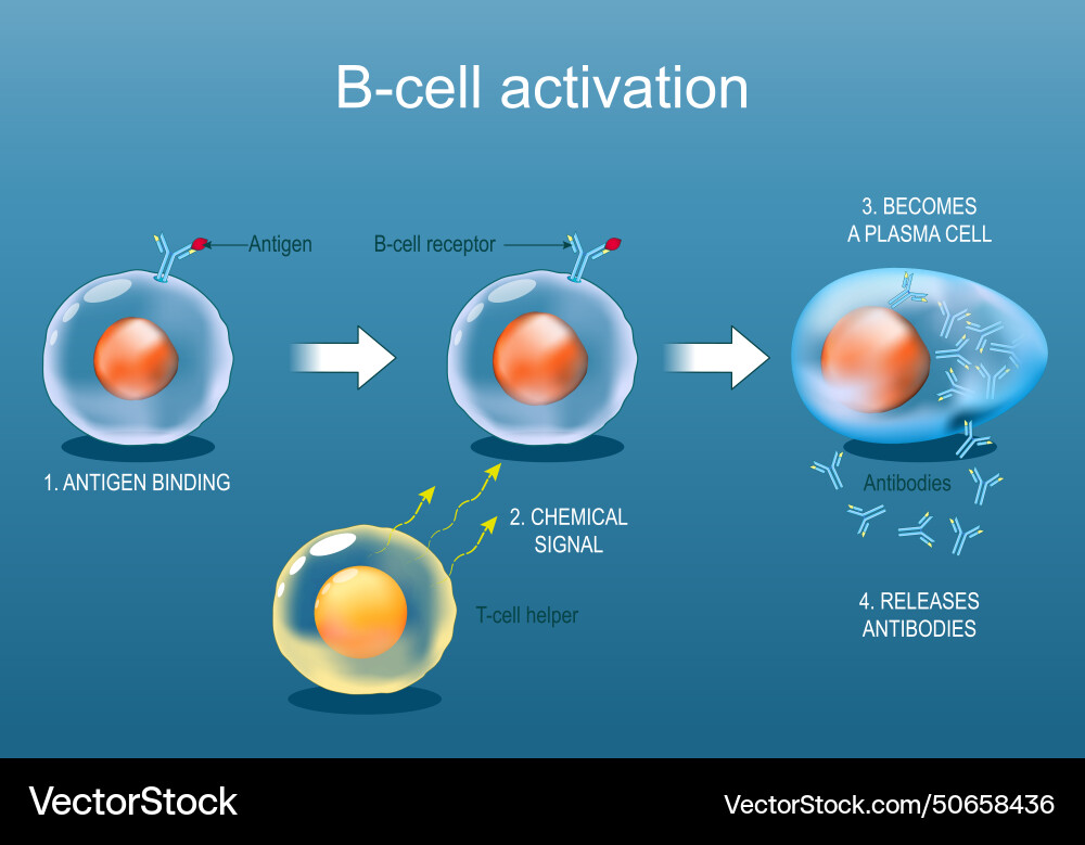 B-cell leukocyte activation by antigen Royalty Free Vector