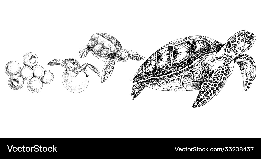Hand drawn sea turtle life cycle Royalty Free Vector Image