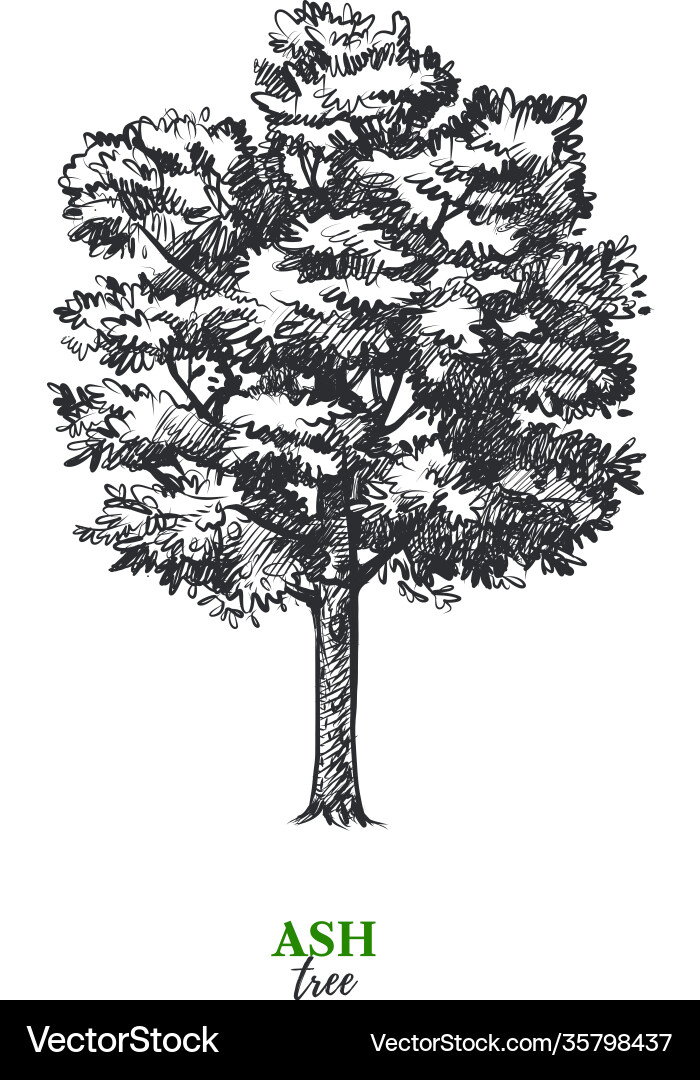 Hand drawn sketch ash tree isolated vintage Vector Image