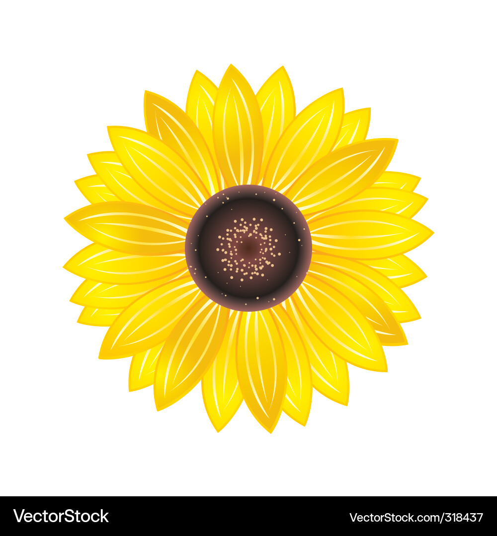 Sunflower Royalty Free Vector Image - VectorStock
