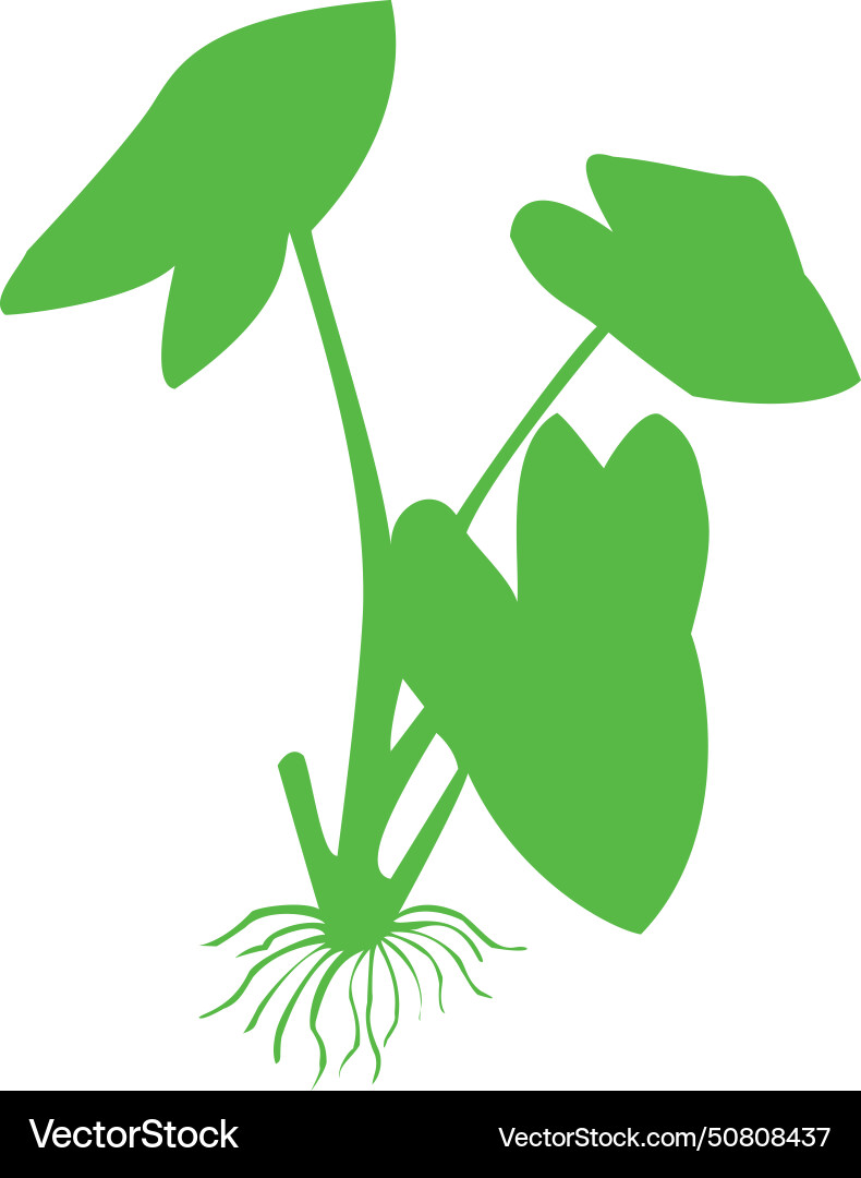Taro plant design Royalty Free Vector Image - VectorStock