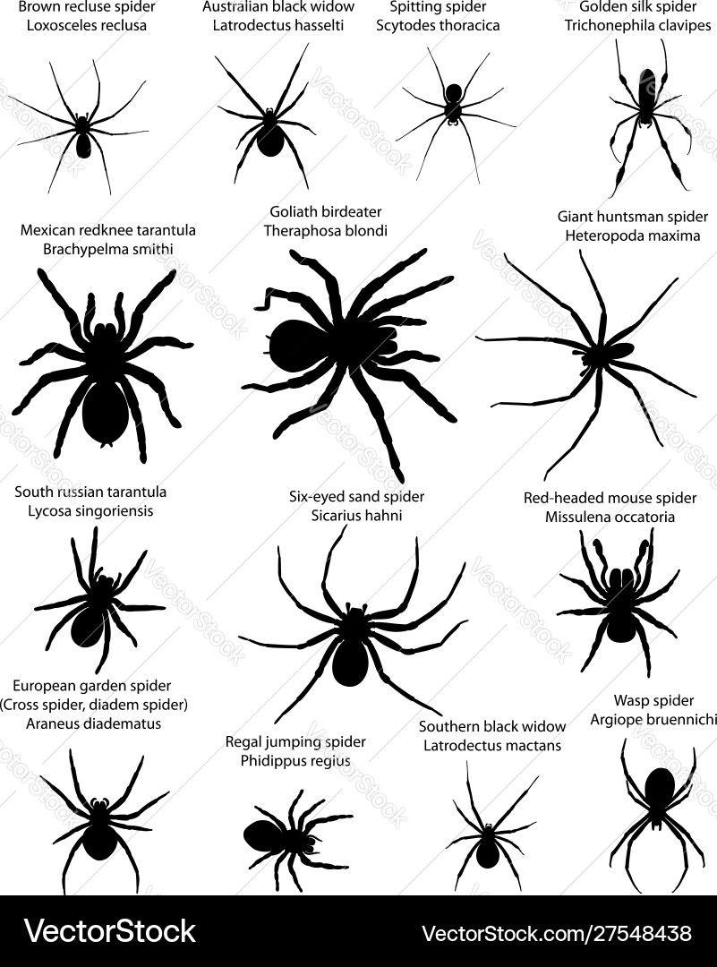 Collection Different Species Spiders Royalty Free Vector