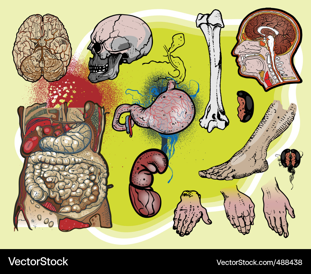 Human anatomy Royalty Free Vector Image - VectorStock