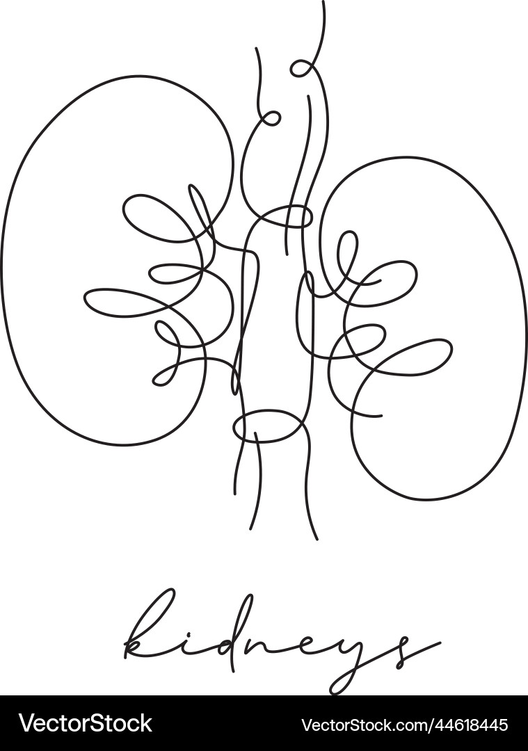Kidney Line Art Poster Royalty Free Vector Image