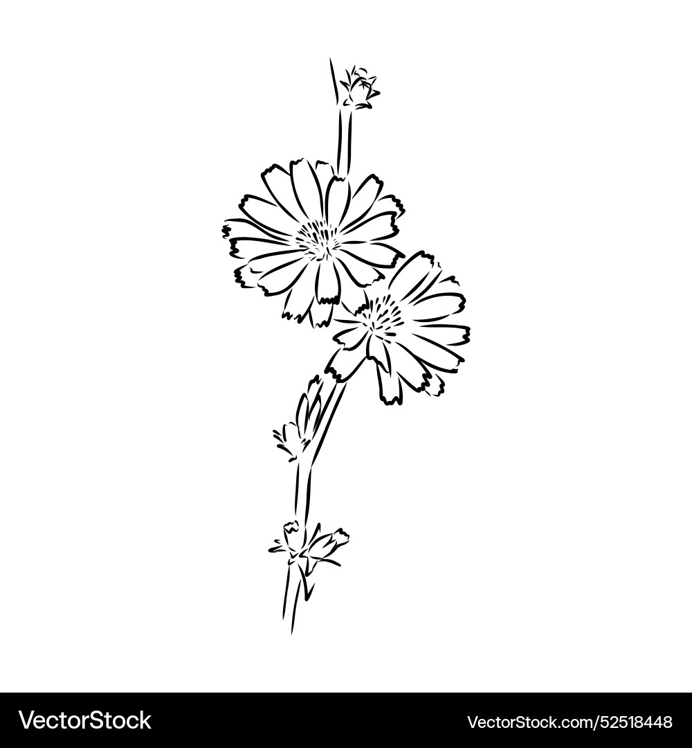 Hand drawing of a chicory flower Royalty Free Vector Image