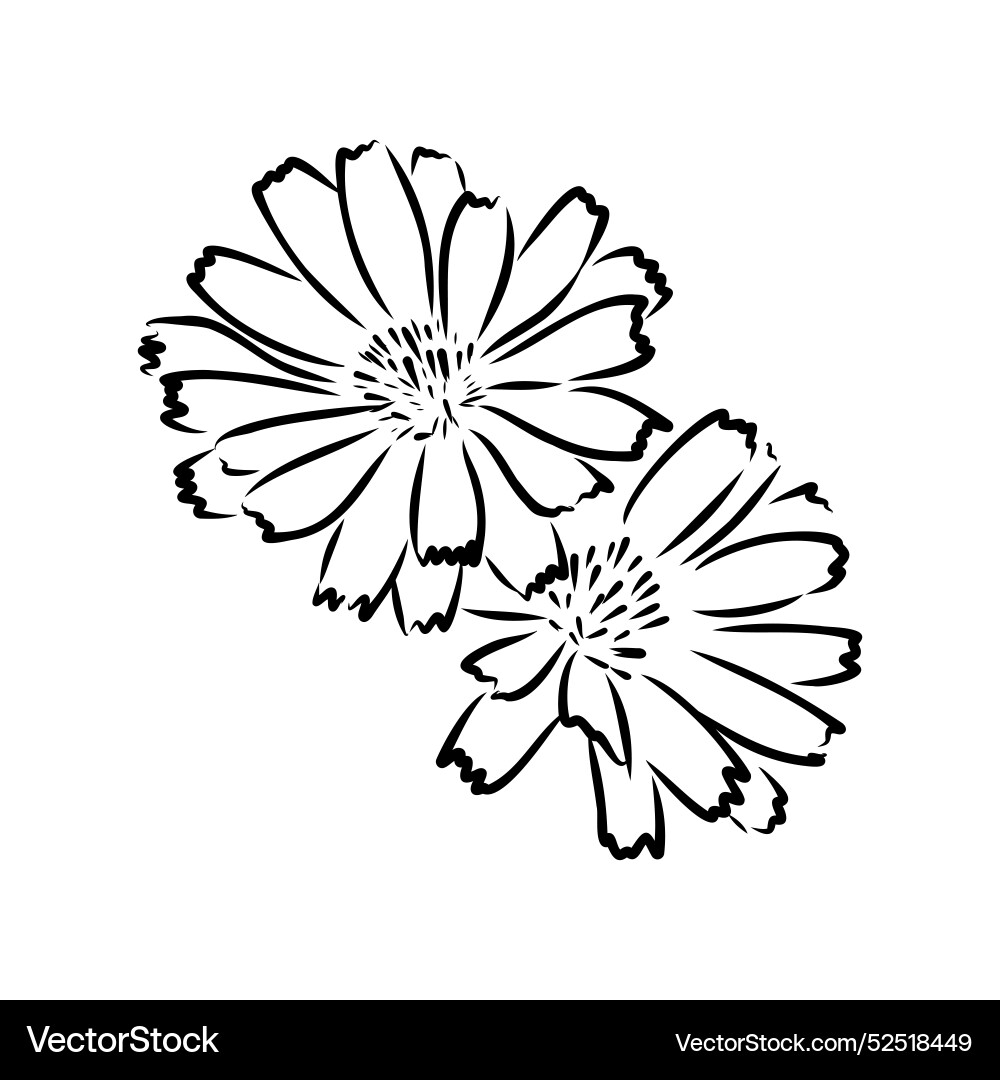 Hand drawing of a chicory flower Royalty Free Vector Image