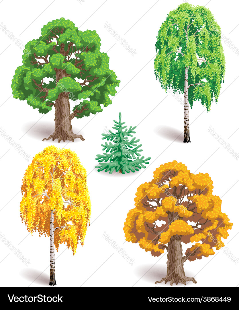 Trees in seasons Royalty Free Vector Image - VectorStock
