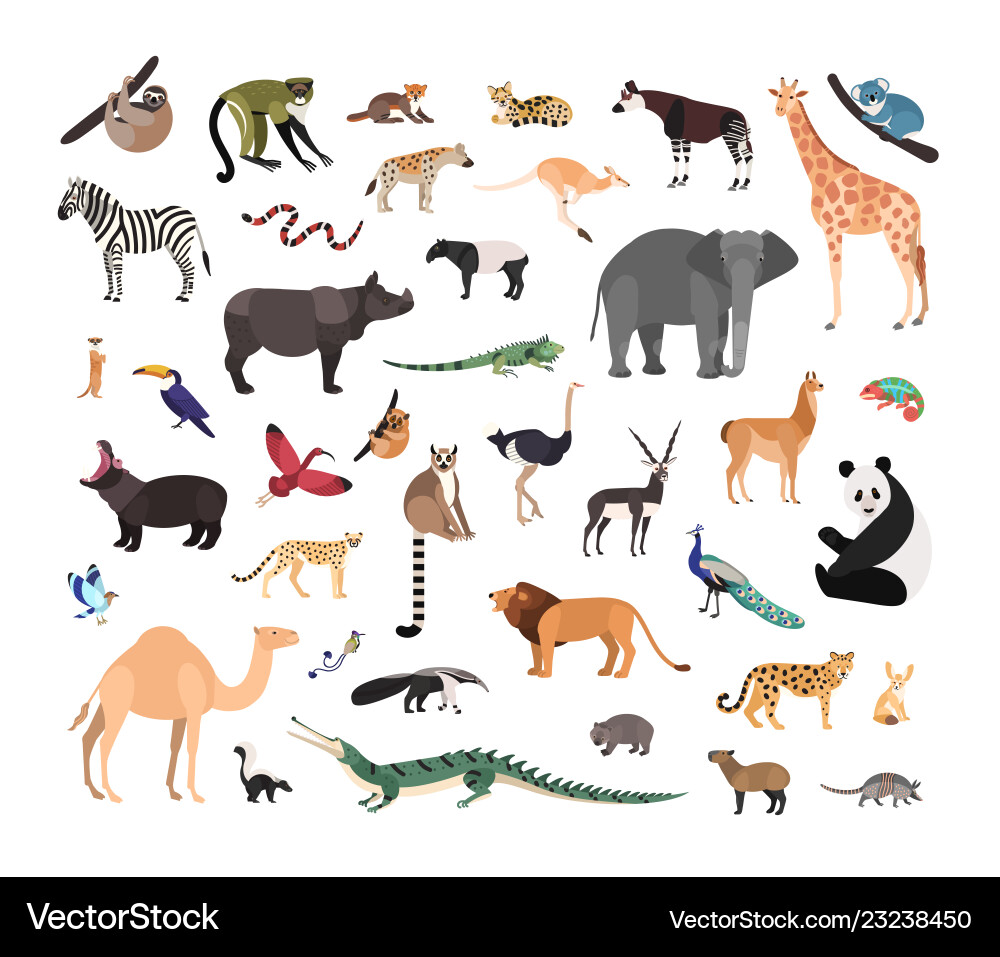 Exotic Animal Collection Royalty Free Vector Image