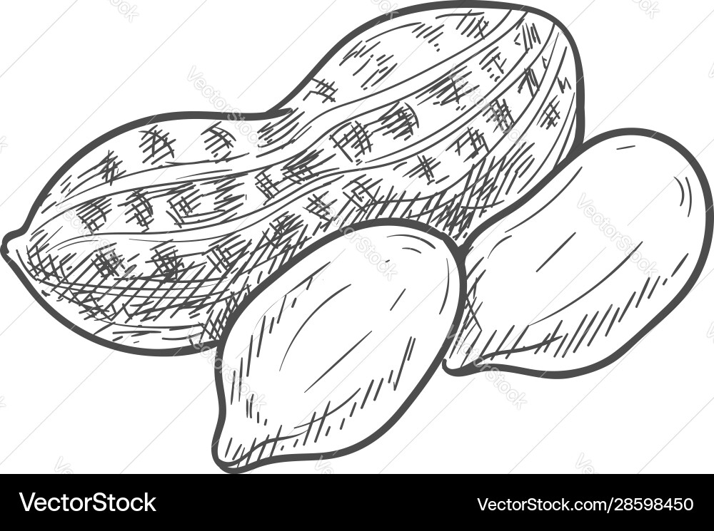 Groundnut isolated peanut peeled seeds sketch Vector Image