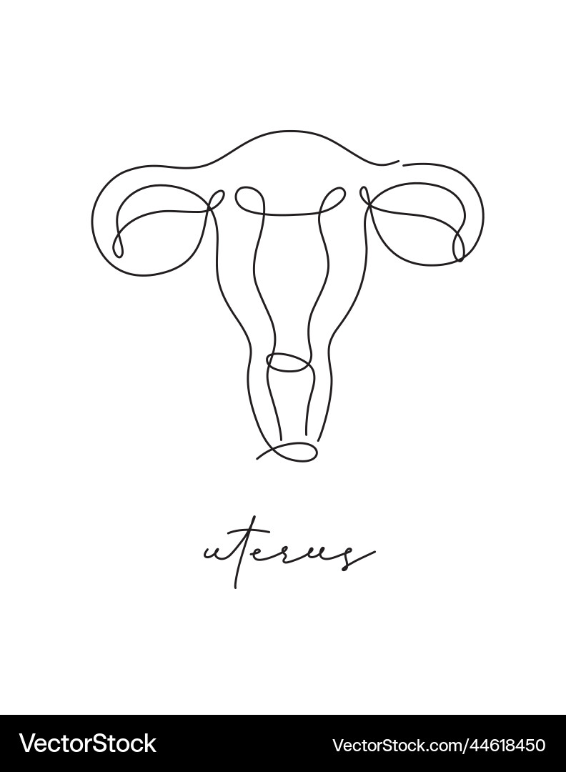 Pen Line Uterus Anatomy Royalty Free Vector Image