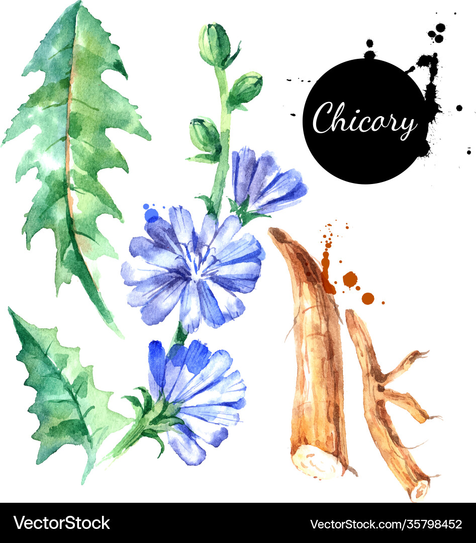 Watercolor hand drawn chicory flower painted Vector Image