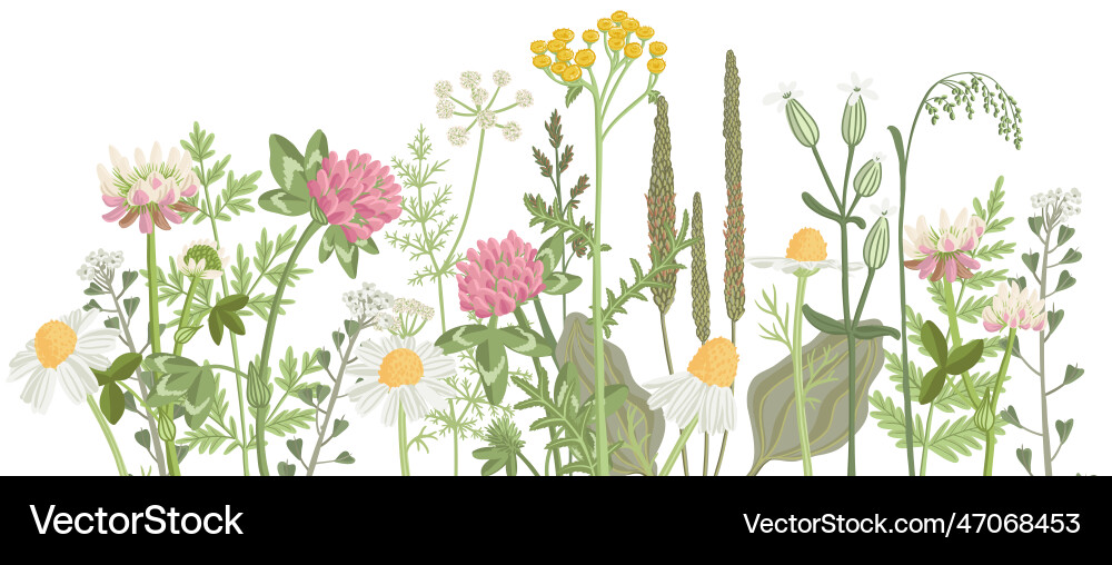 Drawing wild flowers Royalty Free Vector Image