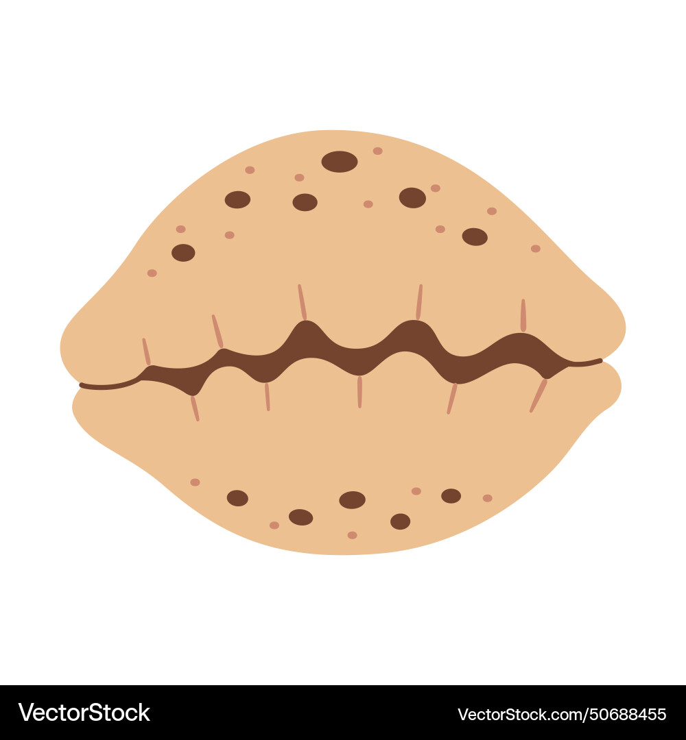 Seashell tiger cowrie hand drawn cartoon style Vector Image