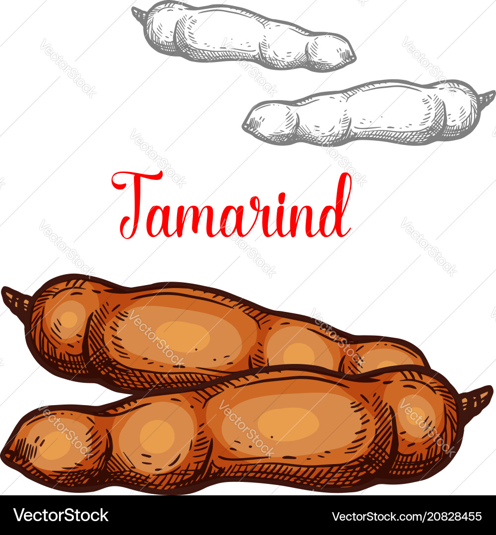 Tamarind sketch exotic fruit icon Royalty Free Vector Image