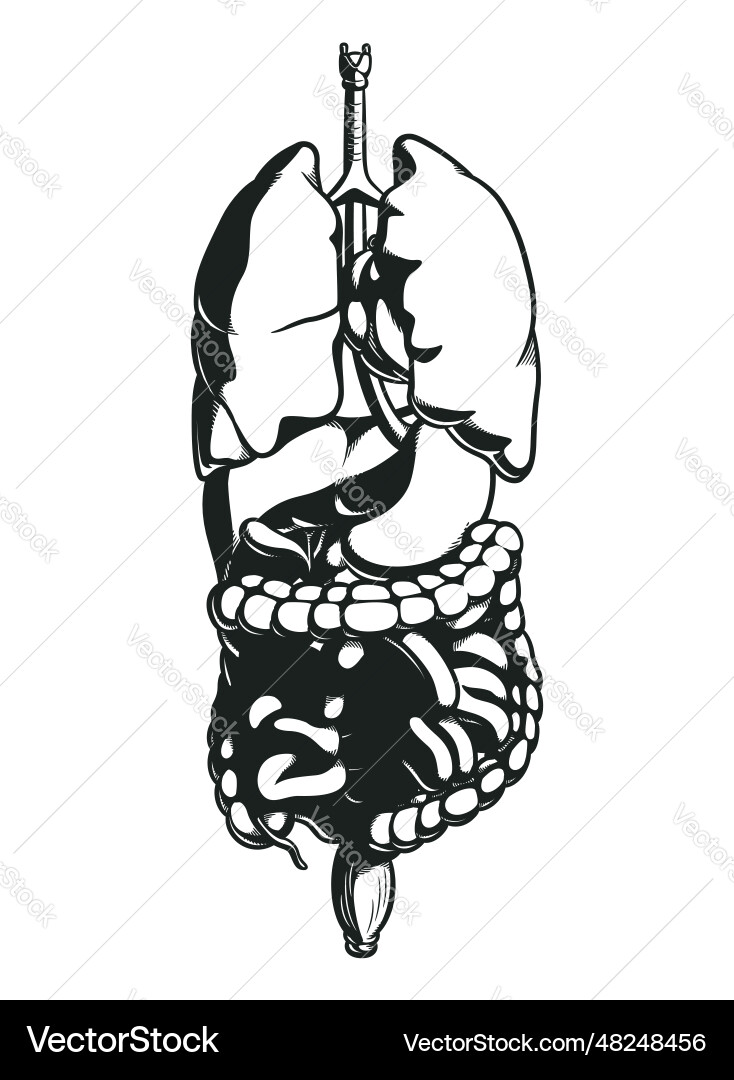 Silhouette human body parts internal organs Vector Image