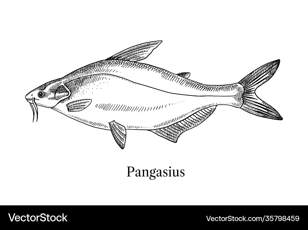 Pangasius Vector Images (84)