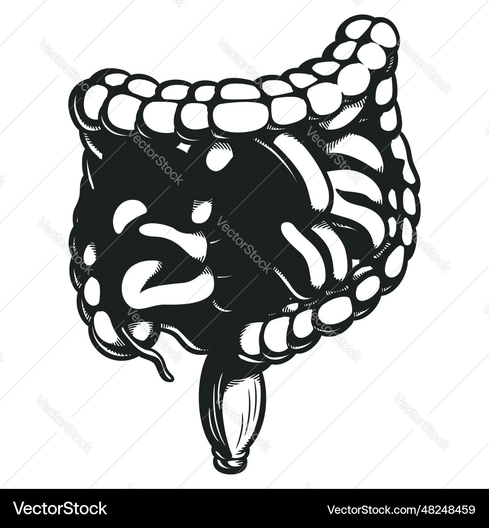 Silhouette human intestines organs Royalty Free Vector Image