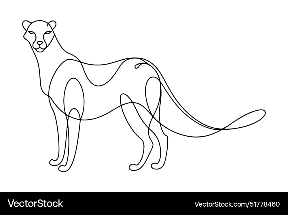 Cheetah continuous line art on white background Vector Image