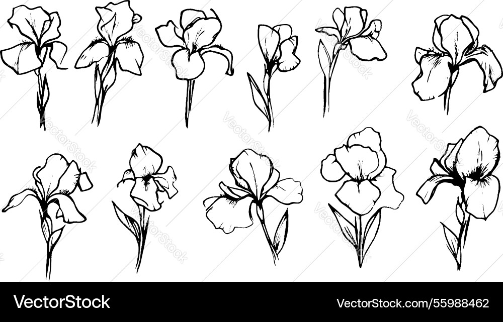 A collection of hand-drawn iris flowers in various