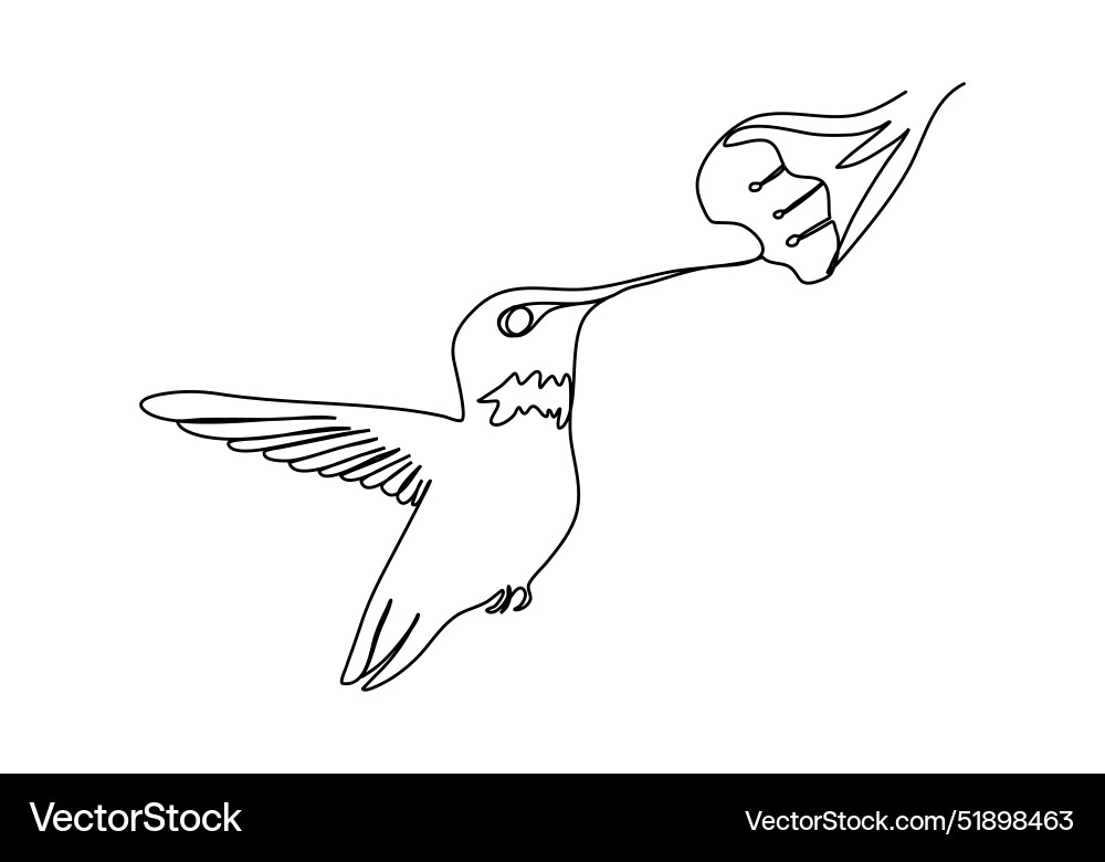 Hummingbird one line drawing Royalty Free Vector Image