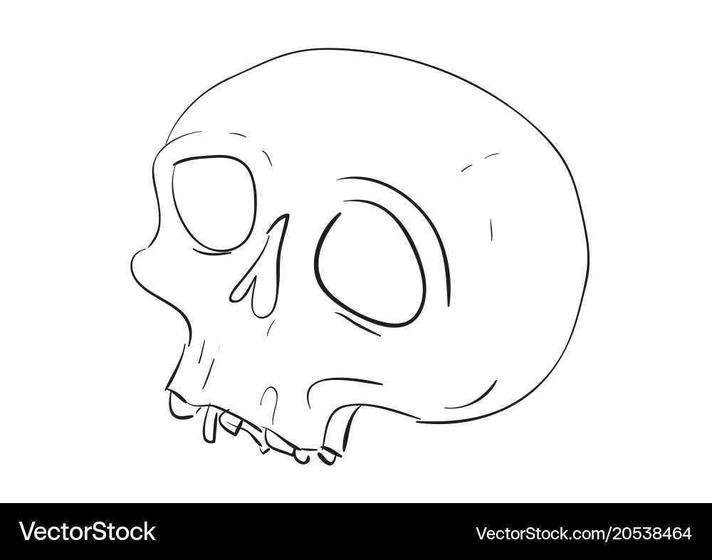Cartoon skull Royalty Free Vector Image - VectorStock