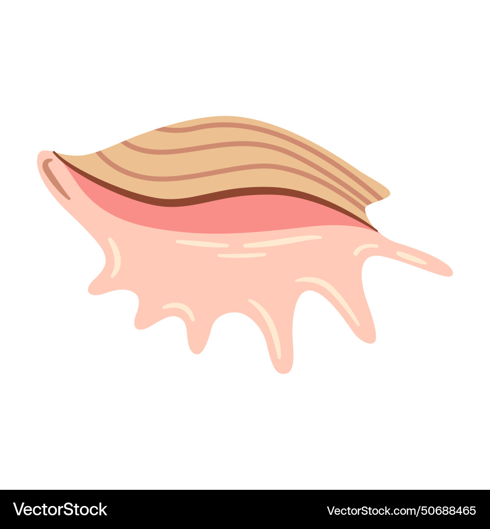 Arthritic spider conch seashell hand drawn Vector Image