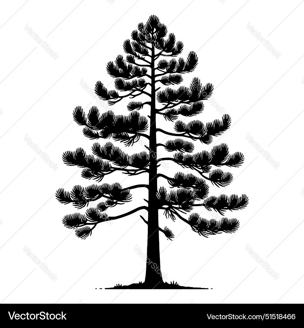 Conifer or pine tree silhouette Royalty Free Vector Image