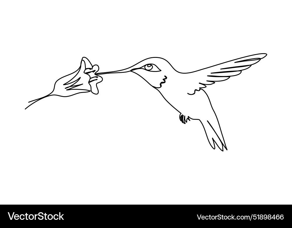 Hummingbird one line drawing Royalty Free Vector Image