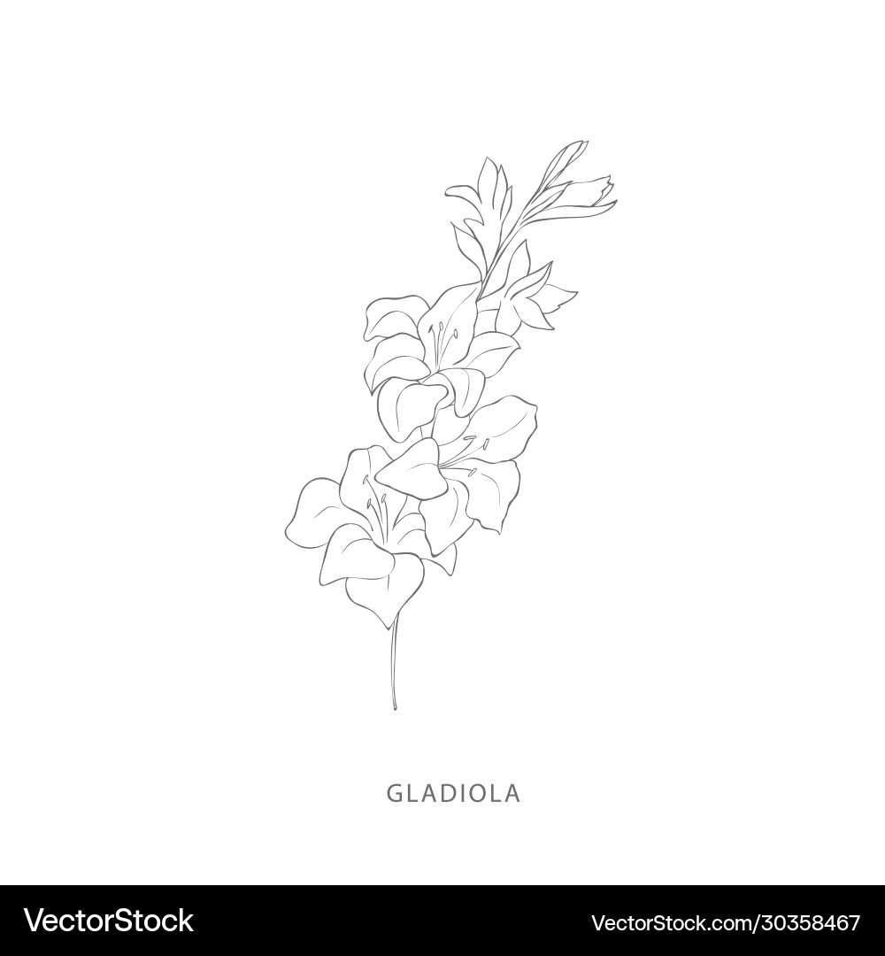 Hand drawn gladiola flowerplant design elements Vector Image