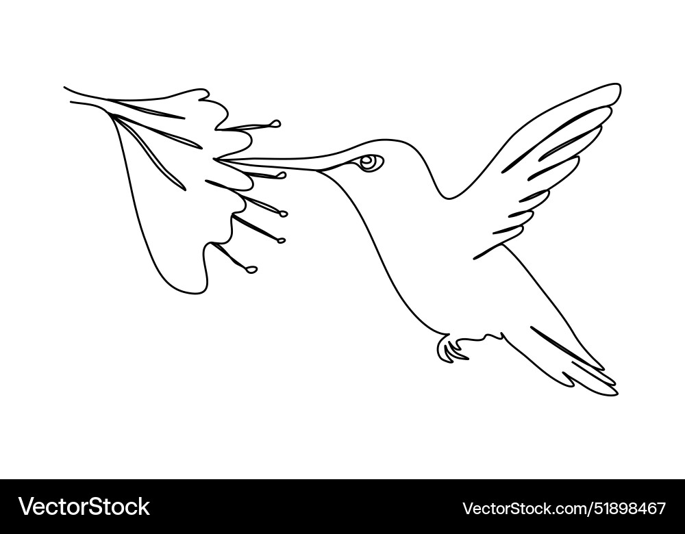 Hummingbird one line drawing Royalty Free Vector Image