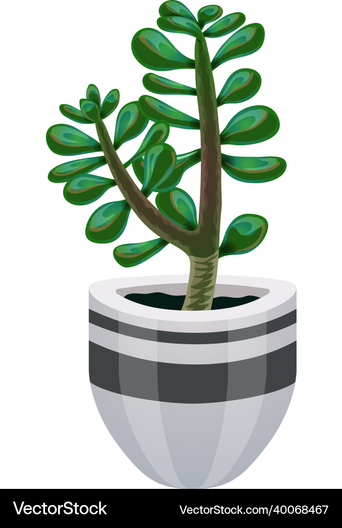 Jade plant pot composition Royalty Free Vector Image