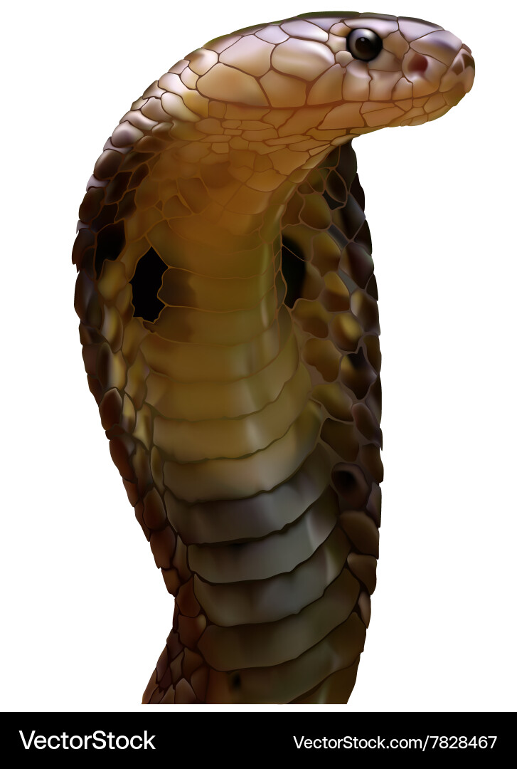 King cobra Royalty Free Vector Image - VectorStock