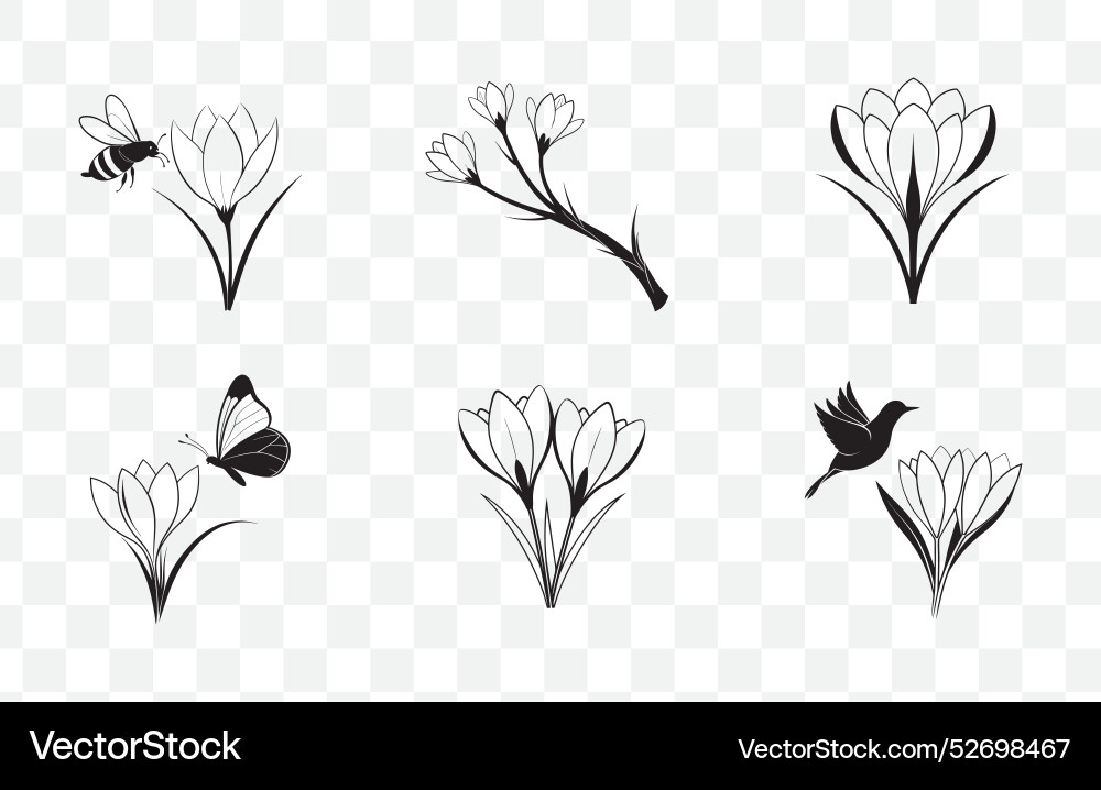 Print elegant crocus flower line art set Vector Image