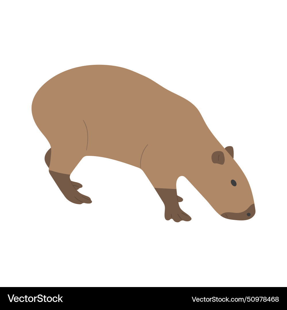 Capybara single 22 Royalty Free Vector Image - VectorStock