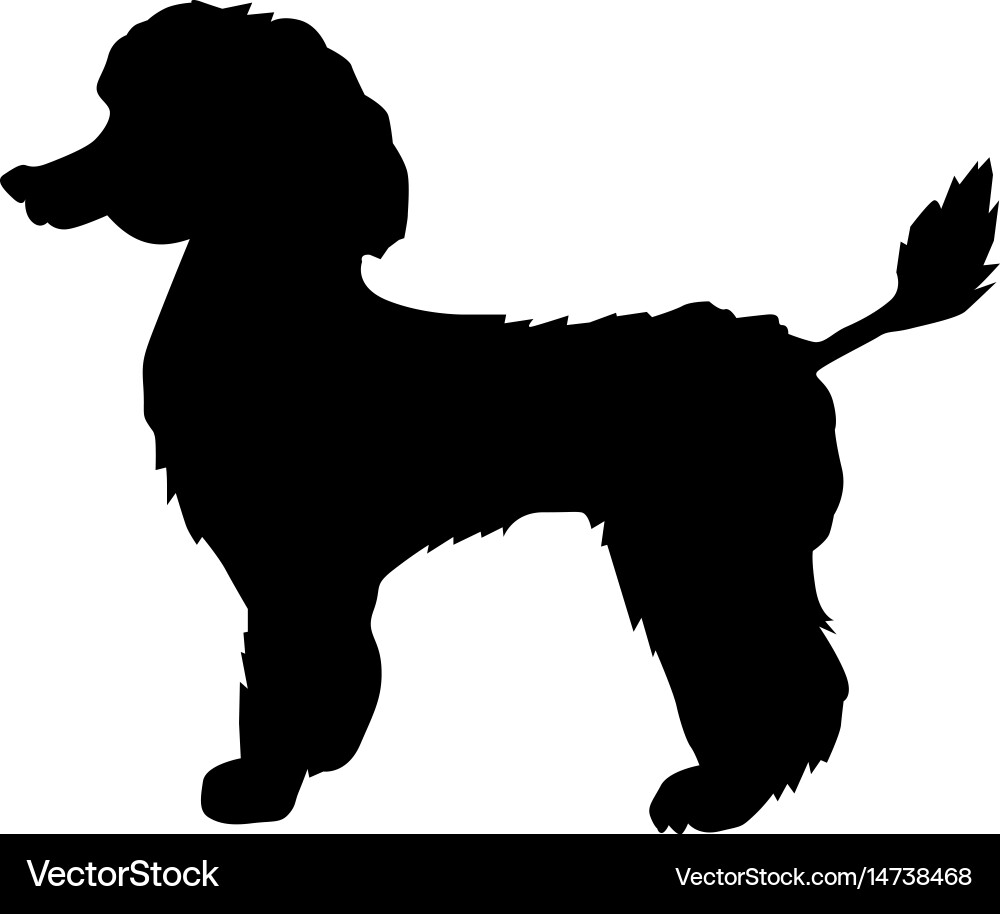 Poodle Royalty Free Vector Image - VectorStock