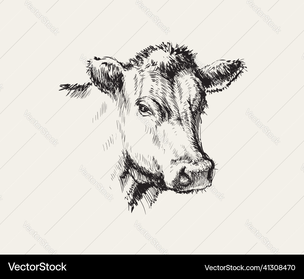 Hand drawn sketch cow Royalty Free Vector Image