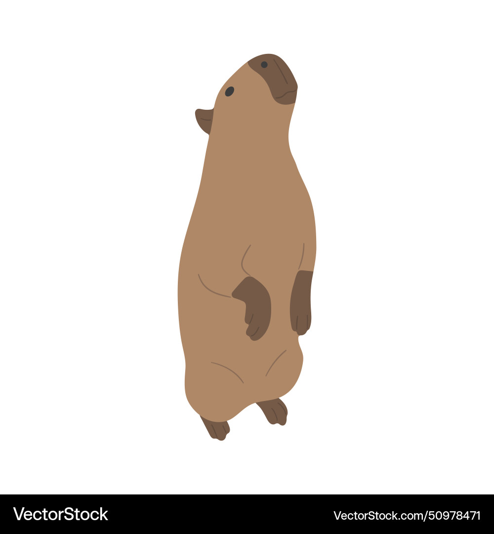 Capybara single 25 Royalty Free Vector Image - VectorStock