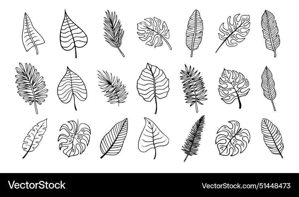 Botanical hand drawn exotic leave tropical palm Vector Image