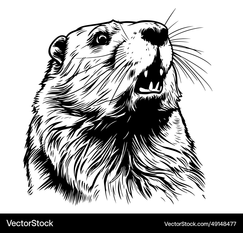 Beaver head sketch hand drawn Royalty Free Vector Image