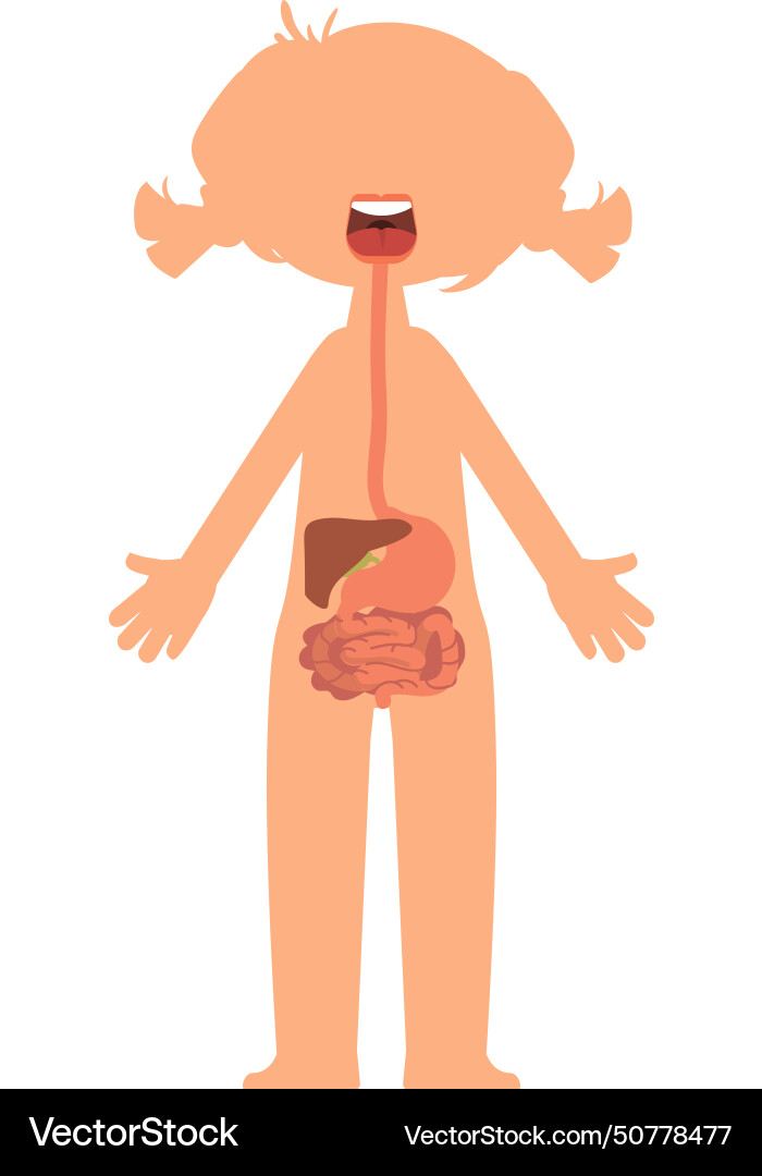 Human digestive system organs on kid body shape Vector Image