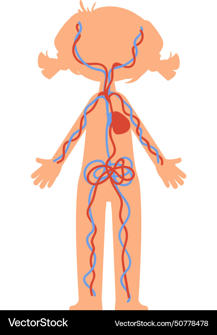 Blood circulation system in kid body education Vector Image