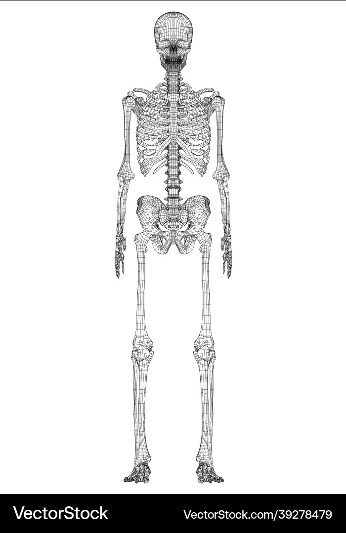 Human skeleton Royalty Free Vector Image - VectorStock