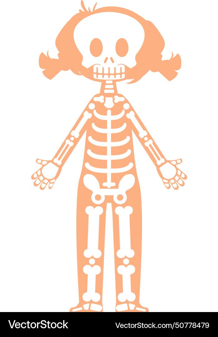 Kid bone structure human skeletal anatomy Vector Image