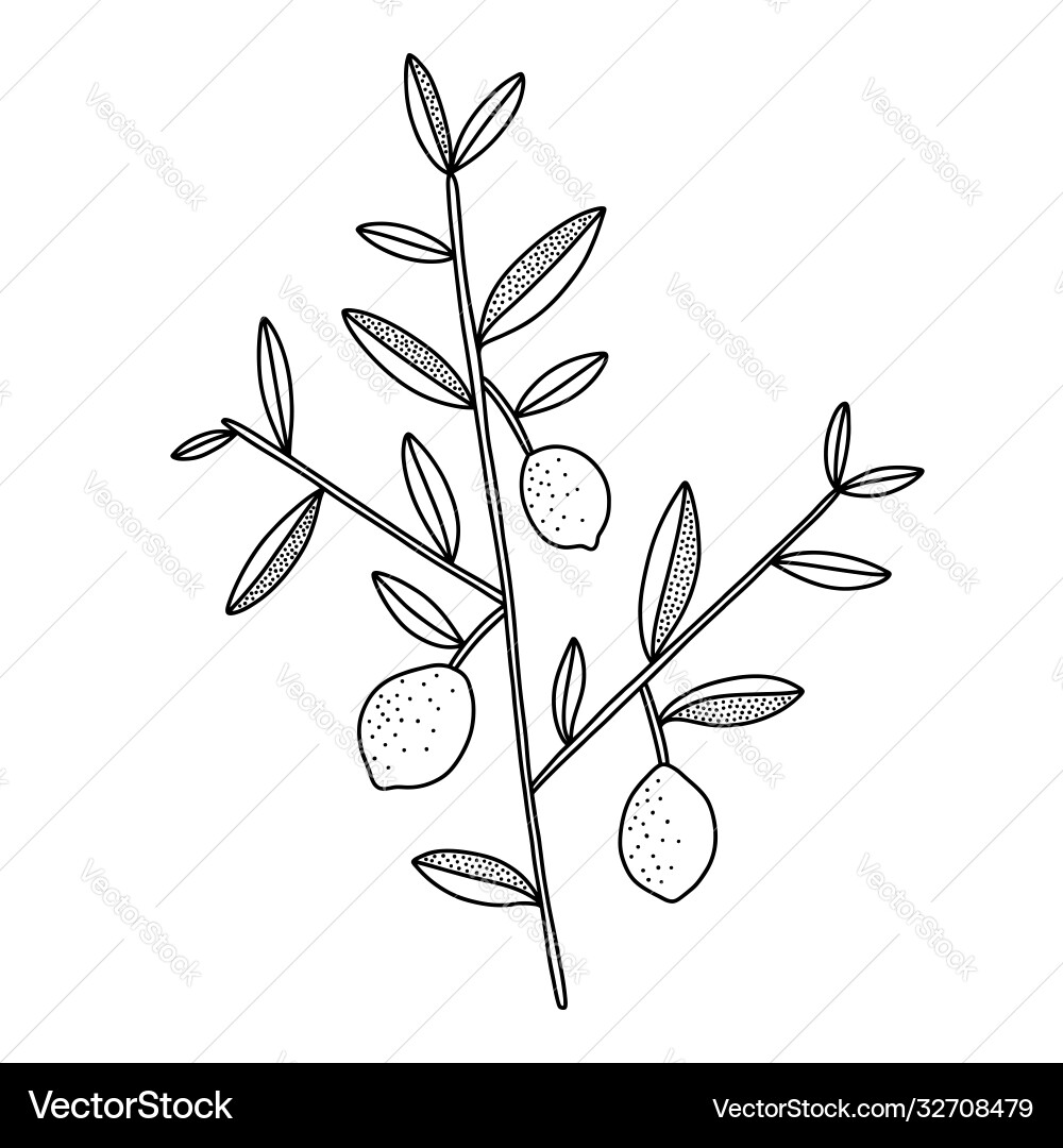 Tiny lemon tree branch with lemons black outline Vector Image